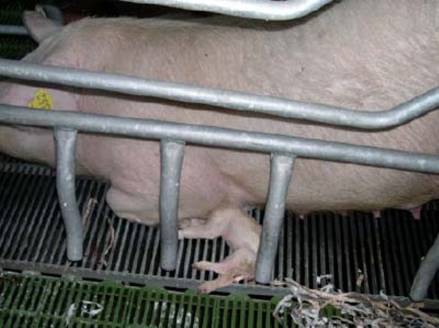 Mortalidad en lechones neonatales I. Causas - porciNews, la revista ...