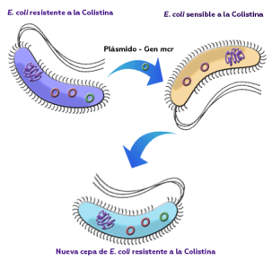 Identificado nuevo gen de resistencia a la colistina en cerdos