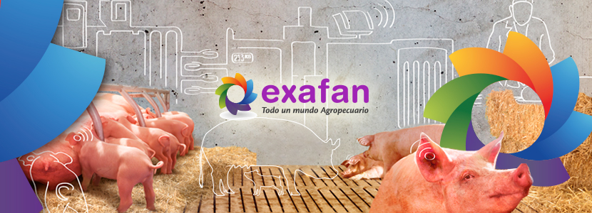 EXAFAN y su apuesta tecnológica en las explotaciones porcinas ...