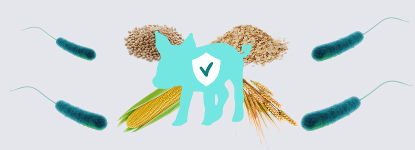 Componentes bioactivos de los alimentos - Nuevos aliados frente a E. coli