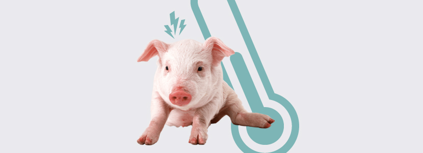 Estrés por calor en cerdos - ¿Cómo podemos evitarlo?