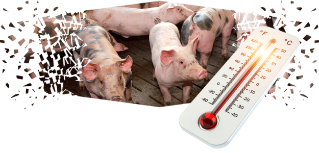 Estrés por calor en cerdos - ¿Cómo podemos evitarlo?