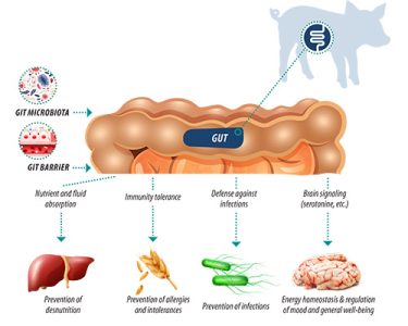 Gut health in piglets - What can we do to measure and improve it?