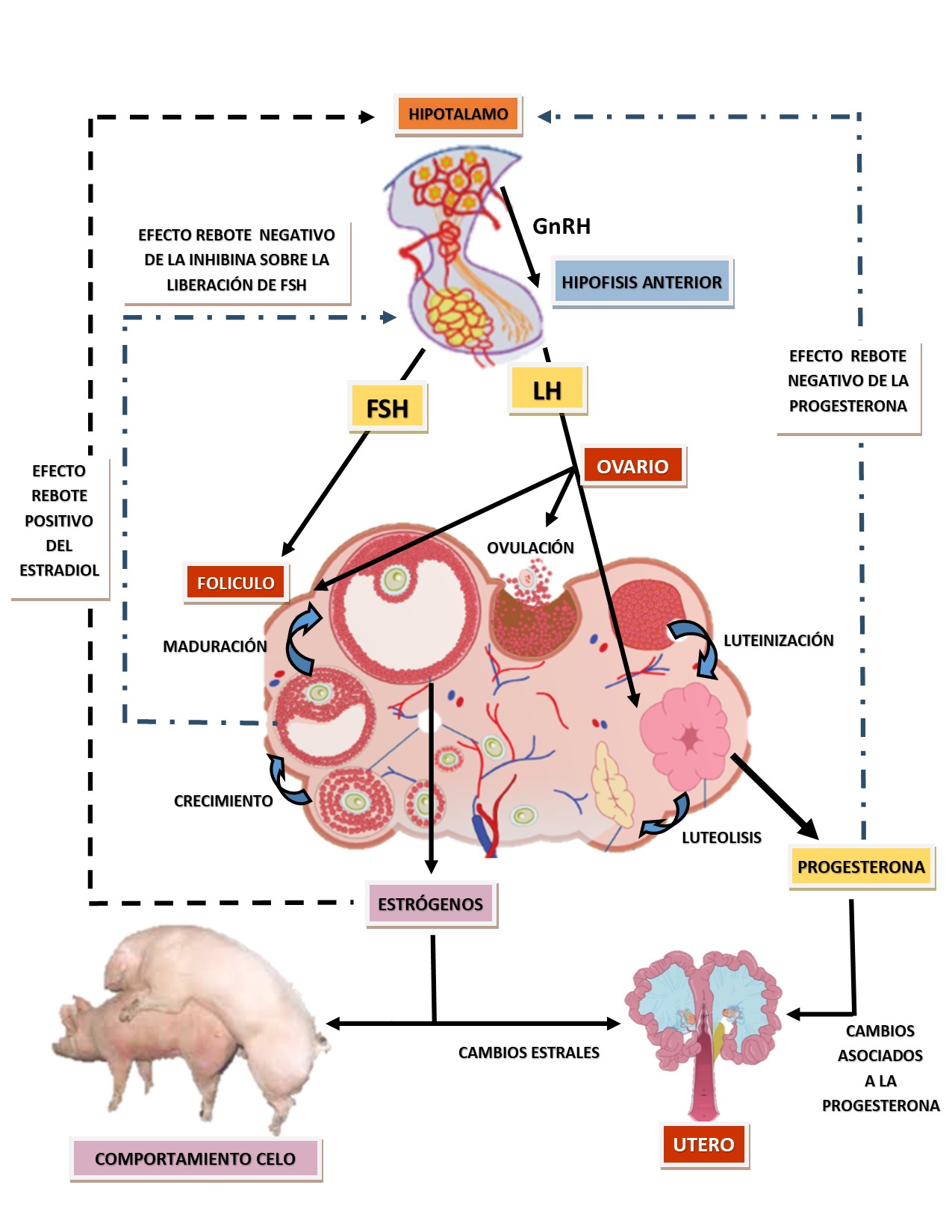 Características del ciclo sexual de la cerda