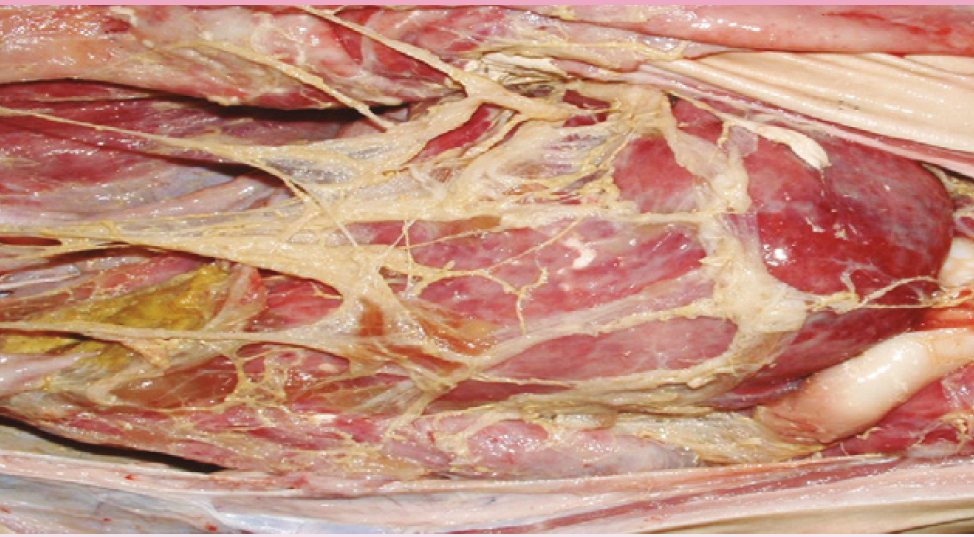 La importancia del diagnóstico de la Poliserositis porcina