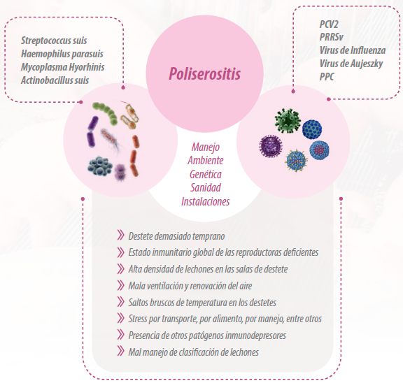 La importancia del diagnóstico de la Poliserositis porcina