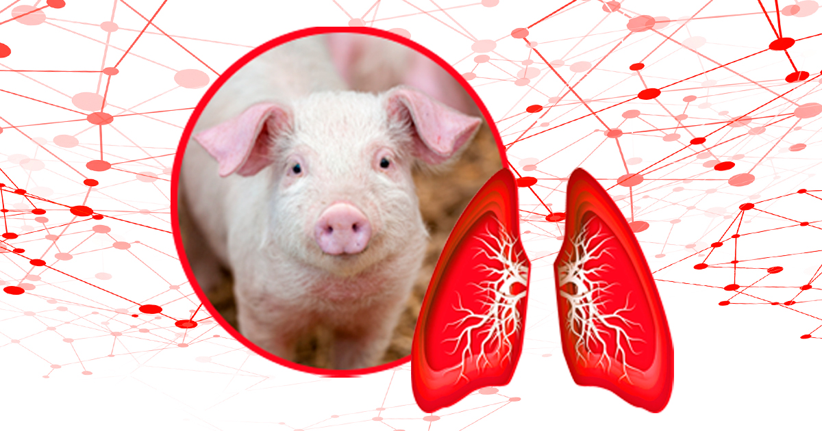 MACROSYN 100 mg/ml - La tulatromicina de los expertos en enfermedades ...