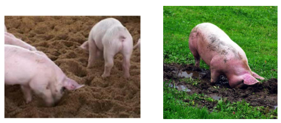 Etología porcina - ¿Qué nos dice el comportamiento de los cerdos?