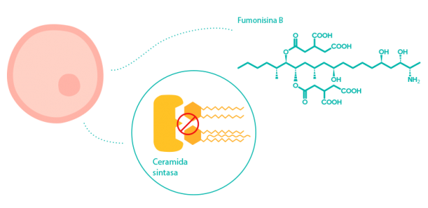 Fumonisinas - ¿Cuál es su impacto en la salud y reproducción porcina?