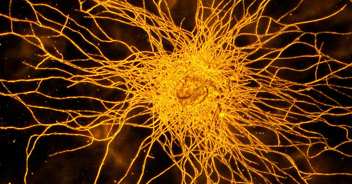 Interacciones entre las micotoxinas y la microbiota intestinal