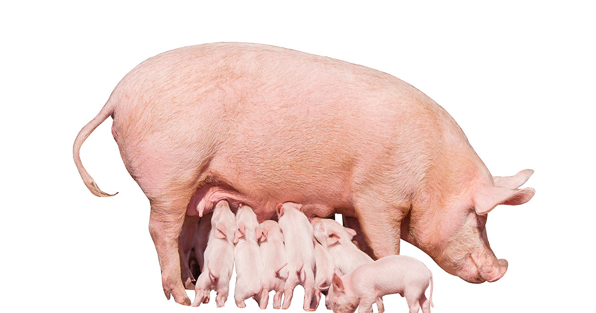 Diagnóstico Diferencial del Fallo Reproductivo en cerdas