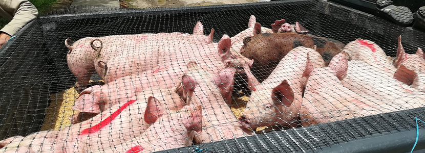 Respuesta fisiológica posterior al transporte prolongado de los lechones