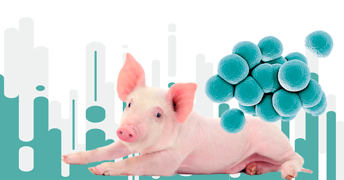 Perfiles de respuesta de citoquinas frente a S. hyicus toxigénico y no ...