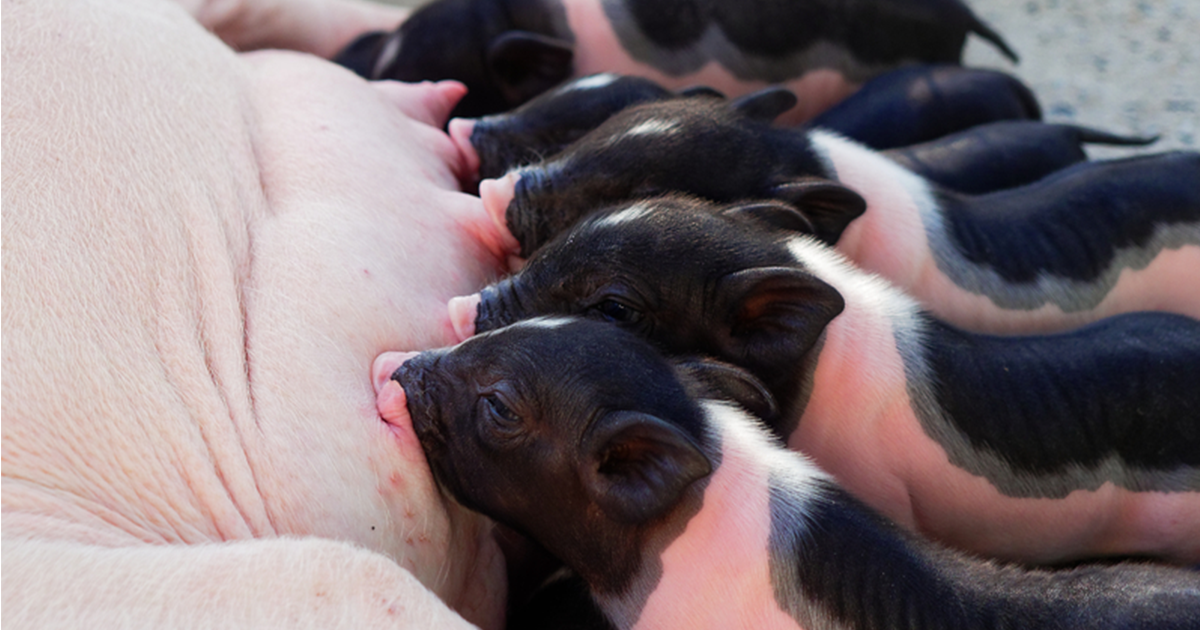 Estrategias para mejorar el rendimiento reproductivo de las cerdas