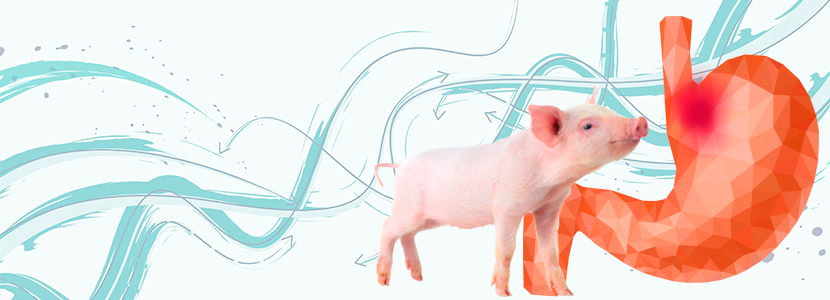 Factores de riesgo de úlceras gástricas en lechones en transición