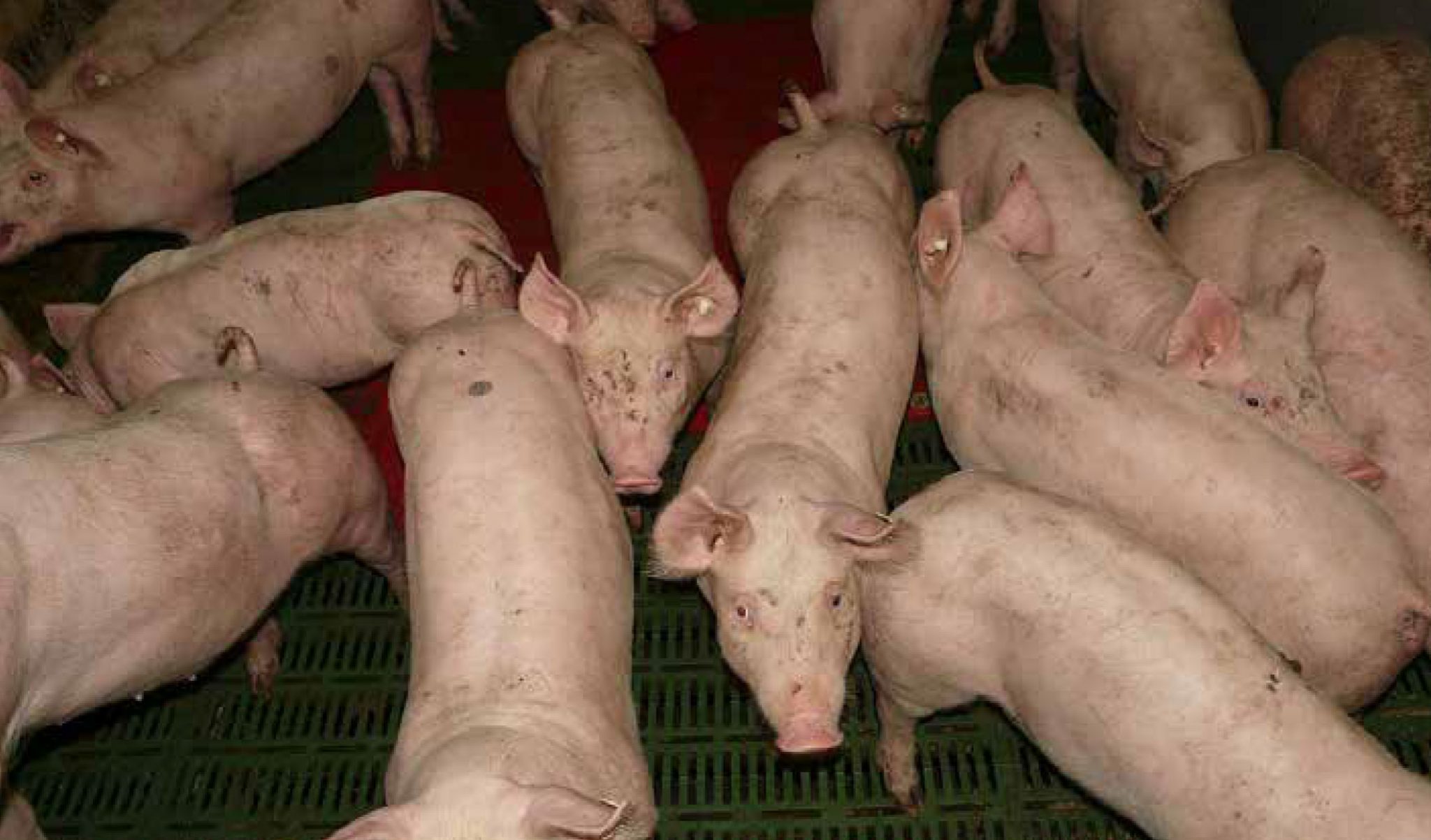 TRATAMIENTO DE PURINES: Reduce emisiones de amoníaco y cuida la salud ...