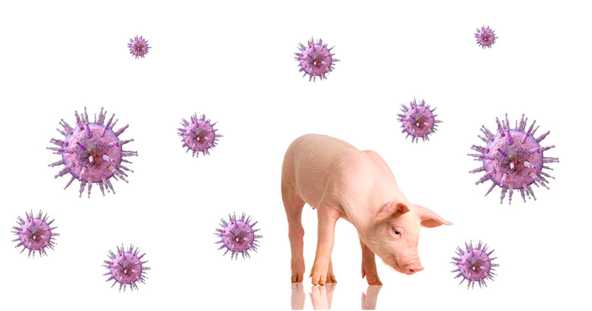 La relación del ganado porcino con el nuevo pestivirus ovino