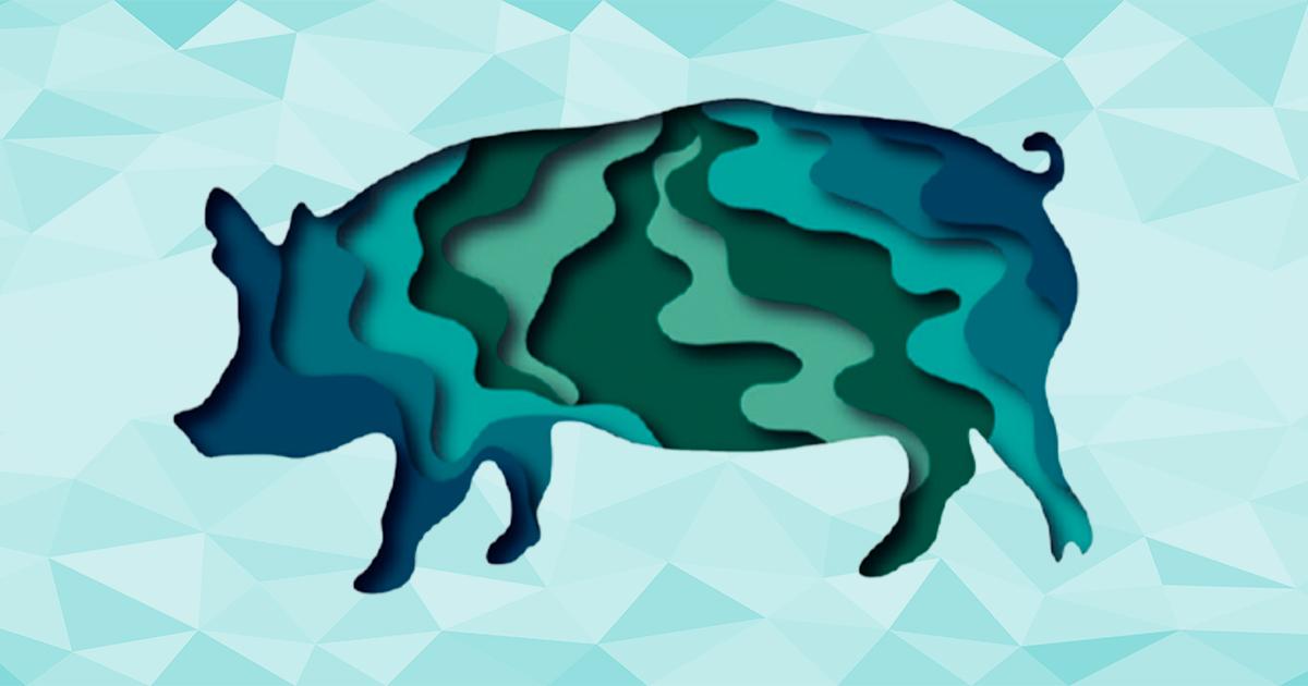 Diagnóstico de poliserositis en ganado porcino