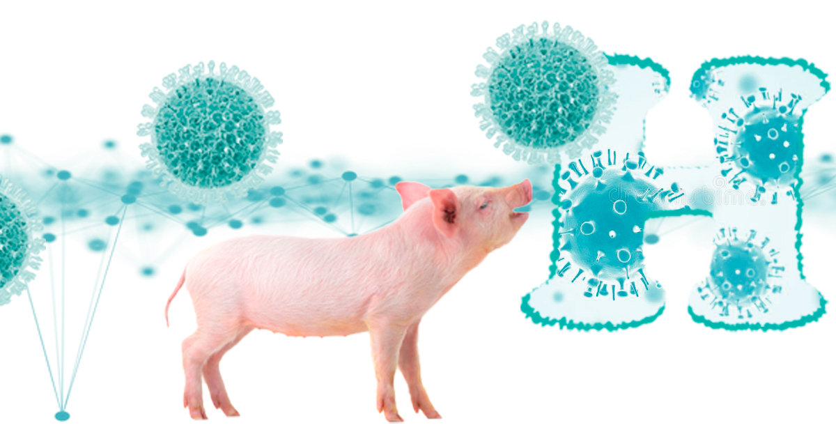 Primera identificación y caracterización de rotavirus H en cerdos en Europa