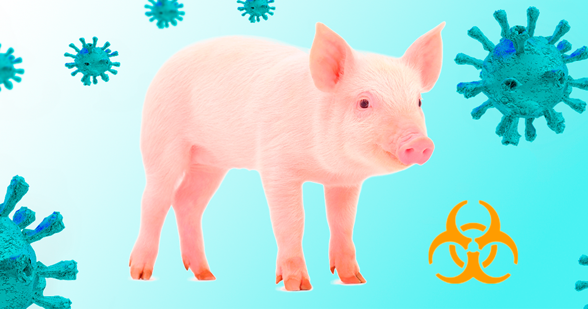 PPA, enfermedad devastadora para el cerdo, cada vez más cerca