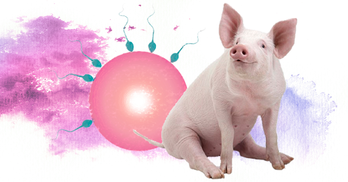 Manual de manejo de cerdas reproductoras parte 2: Reproducción