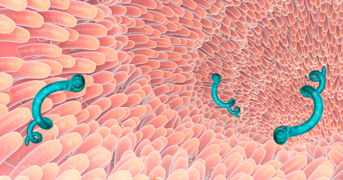 La capacidad de unión de B. hyodysenteriae a la mucina colónica varía ...