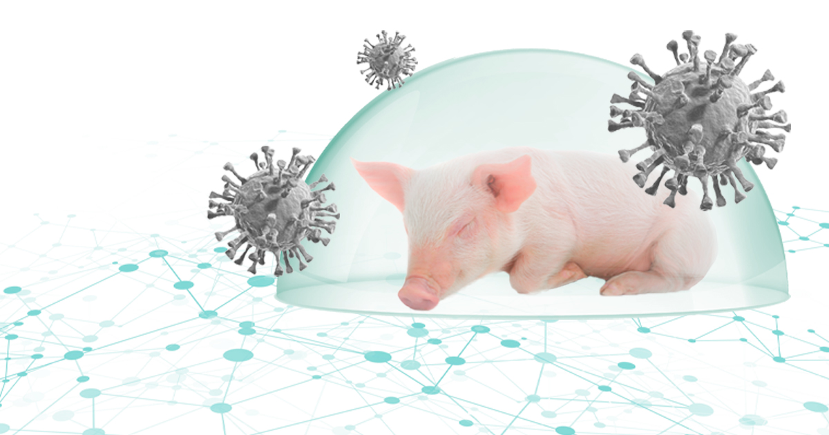 Efecto de la vacunación de lechones frente al virus PRRS sobre la ...
