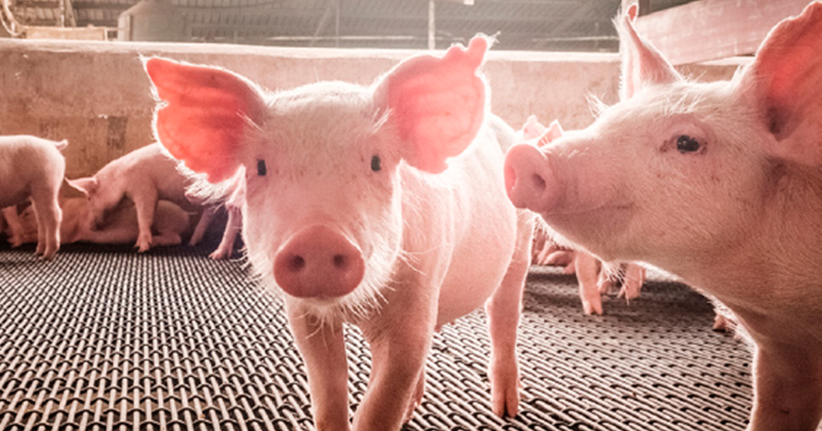 ¿Ha llegado la hora de revisar las fases de transición y engorde de ...