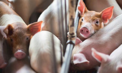 Optimización del programa de alimentación del lechón en transición