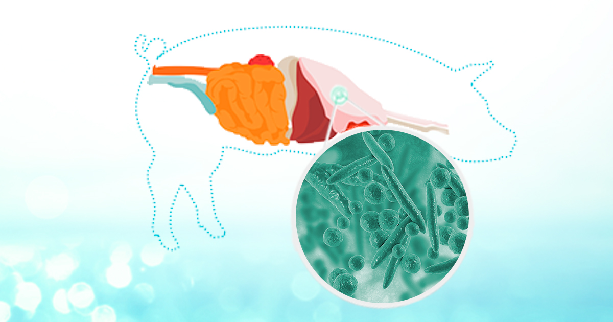 Enolasa multifuncional media la interacción entre hospedador y ...