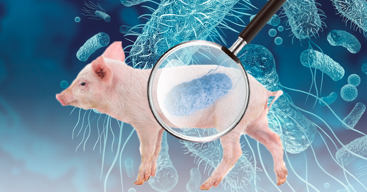 Salmonelosis Porcina Infección En Lechones Eslabón Olvidado Para Su