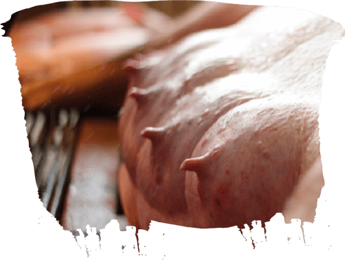 Claves del manejo de la cerda hiperprolífica