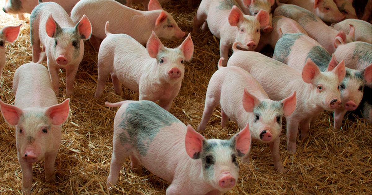 ¿Ha llegado la hora de revisar las fases de transición y engorde de ...