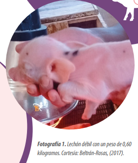 Uso de Lacto reemplazantes en los neonatos porcinos