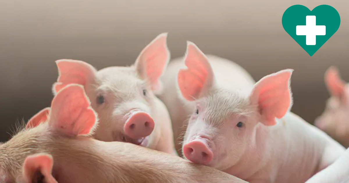 Estabilidad sanitaria: pieza clave para la mejora de la eficiencia en ...