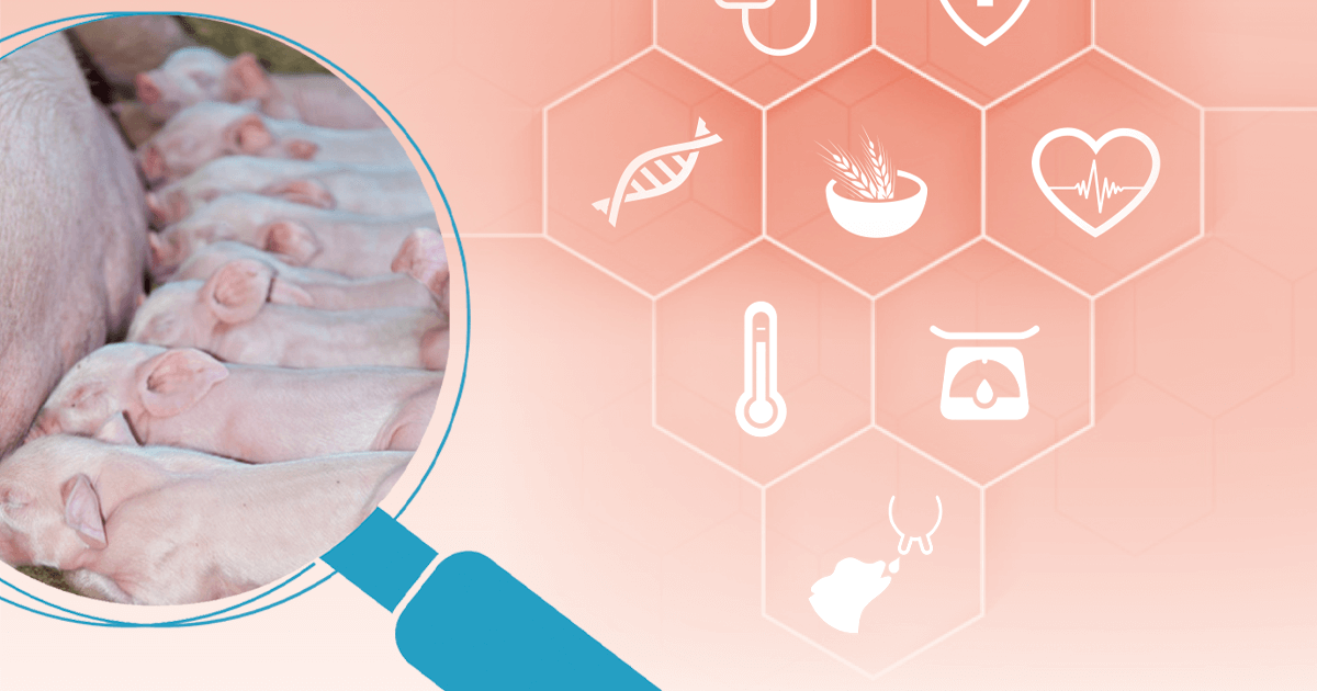 Manejo y bienestar del lechón lactante