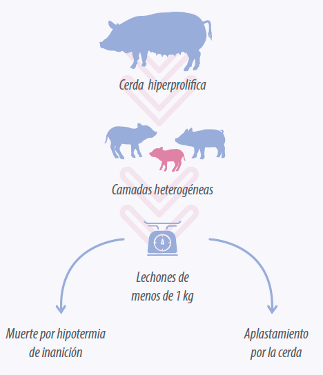Transición: importancia de la alimentación para la cerda y el lechón