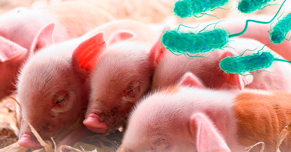 Colibacilosis - El gran problema de la diarrea asociada con E. coli