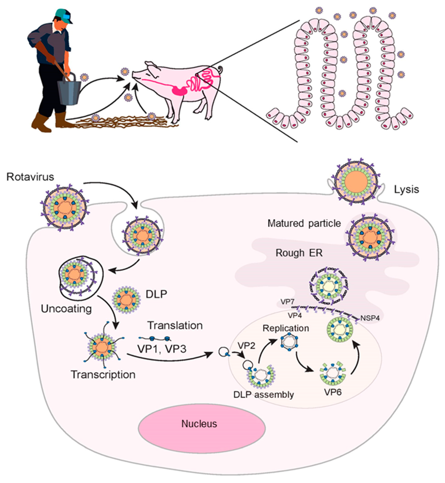 Infección por rotavirus en cerdos