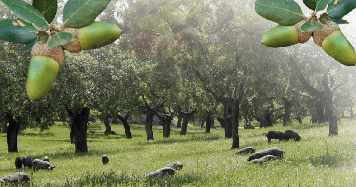 El Cerdo de Bellota 100% Ibérico - Preparación para la montanera