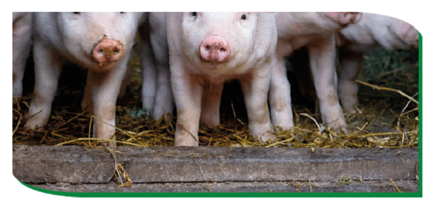 Neopigg Shield® - Elimina la dependencia de antibióticos y ZnO