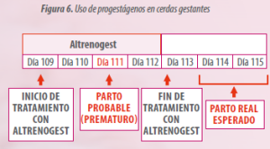 Hormonas en cerdas: guía práctica
