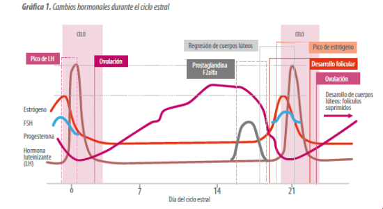 Hormonas en cerdas: guía práctica