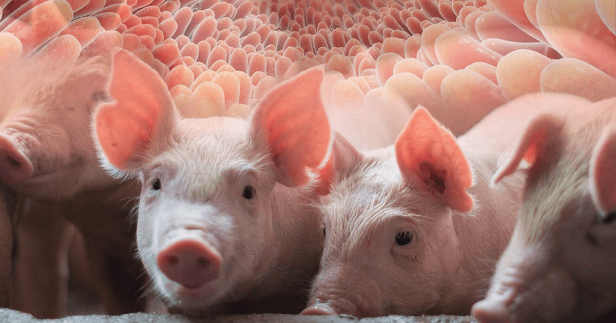 Diseñar dietas de lechones sin óxido de zinc - El efecto mucina