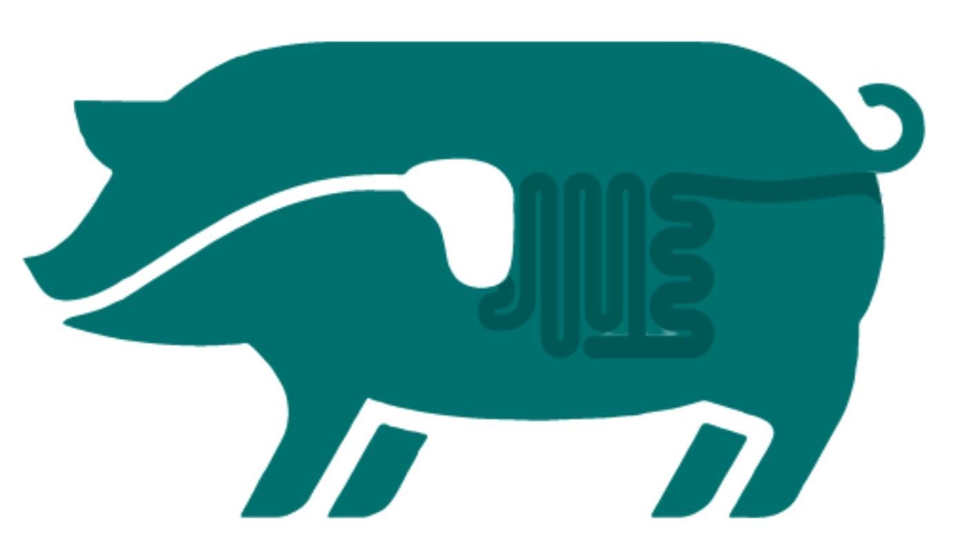 BalanGut™ LS, melhoria em saúde intestinal e performance