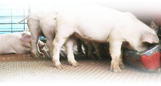 BalanGut™ LS, melhoria em saúde intestinal e performance