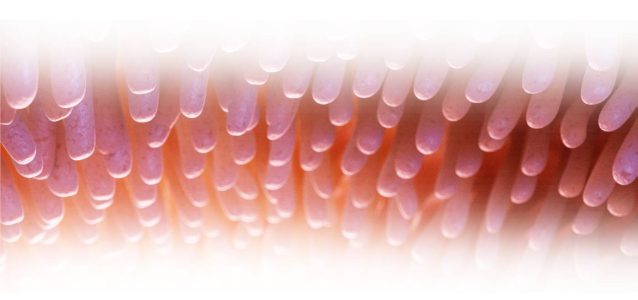 BalanGut™ LS, melhoria em saúde intestinal e performance