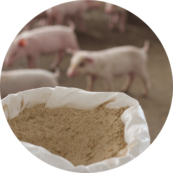 Manejo de micotoxinas: Como reduzir impactos no desempenho e o estresse ...