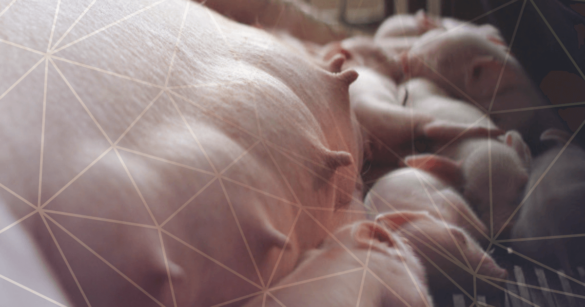 Alimentación y nutrición de precisión de la cerda hiperprolífica