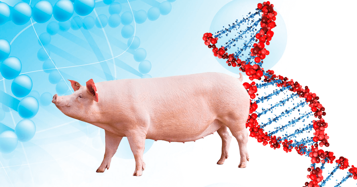 La cerda del futuro - Actualización genética de líneas maternas PIC